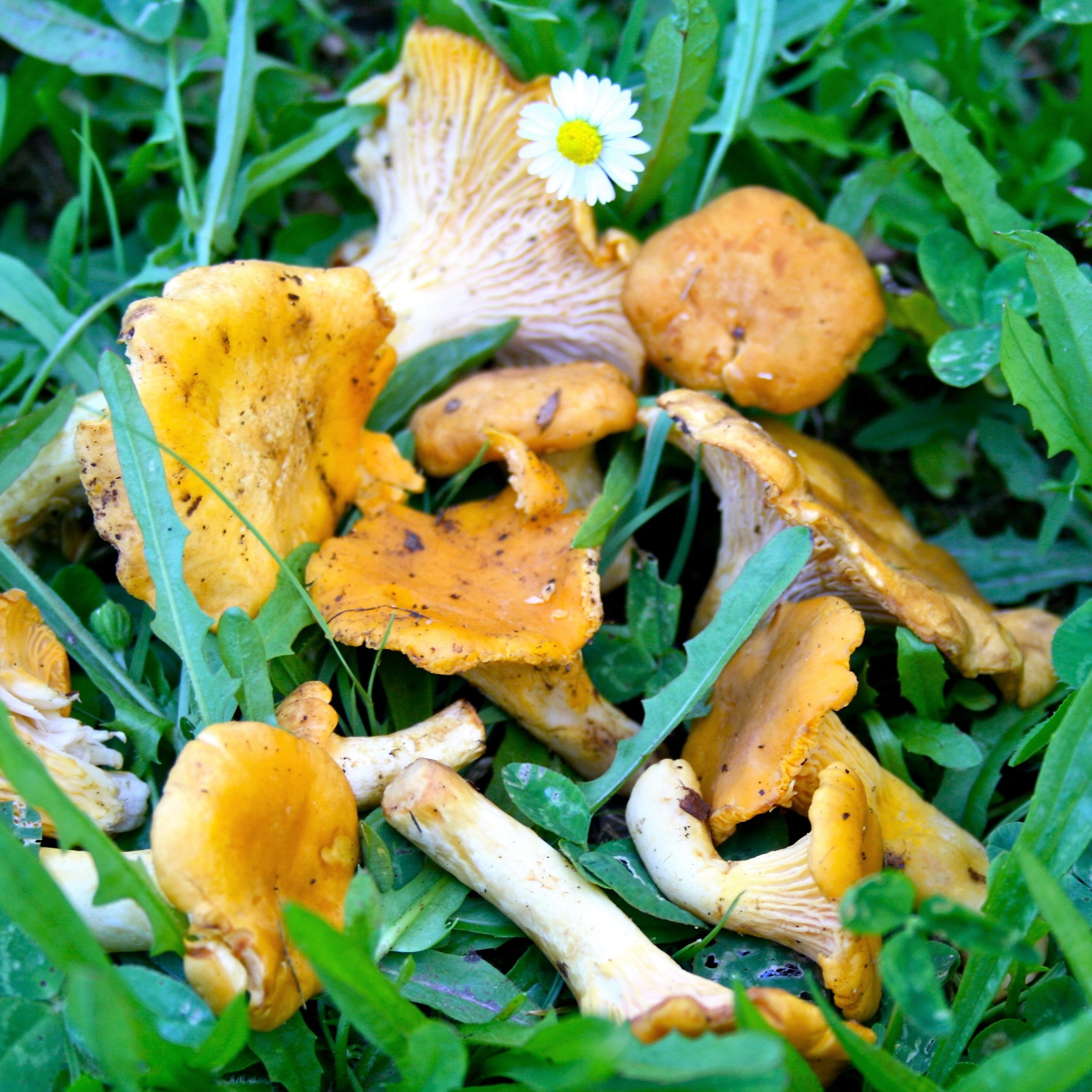 Girolles Deshydratées 50g - La Campagnoise